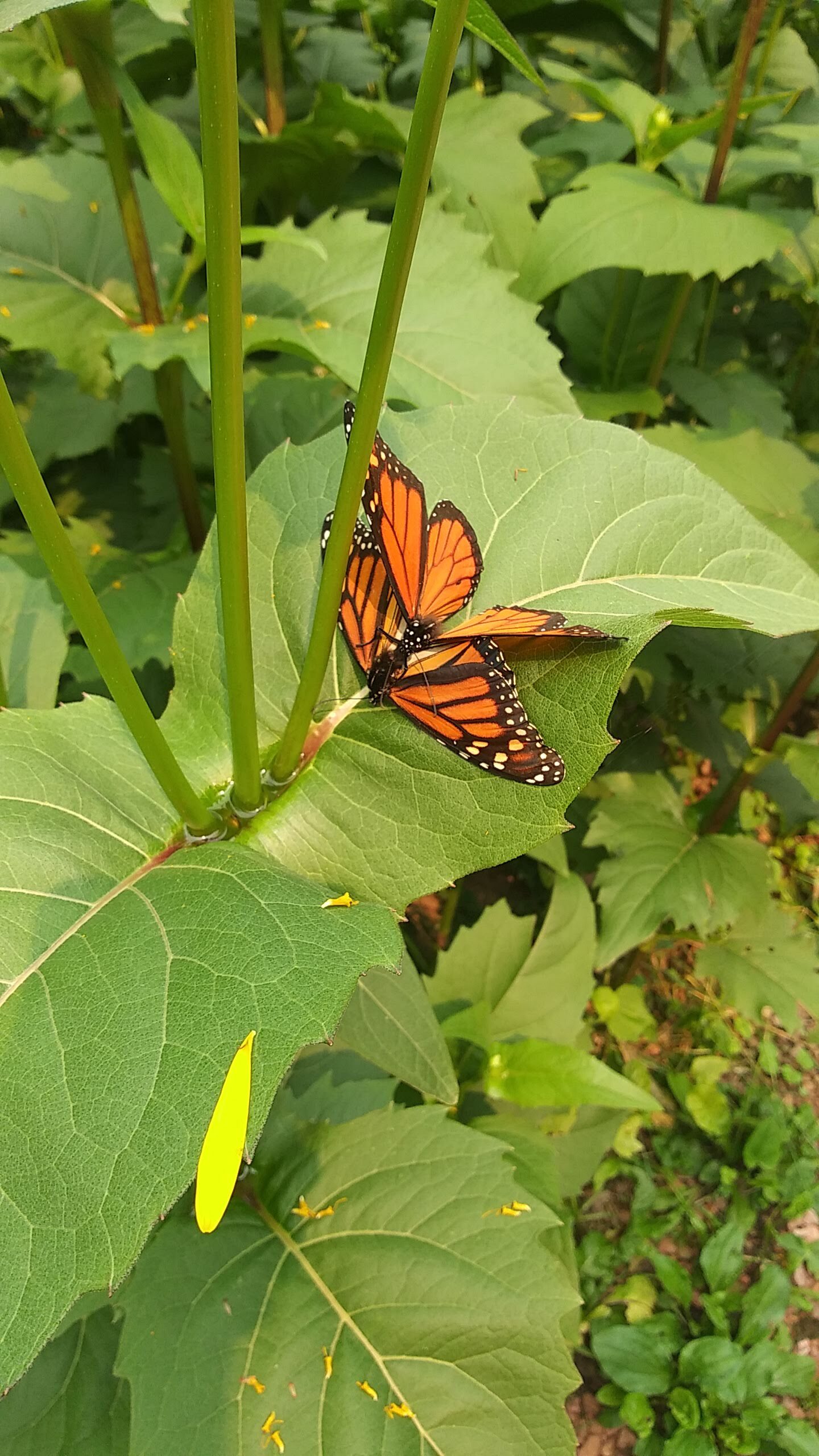 Monarch Story - Birchwood Butterfly Ranch